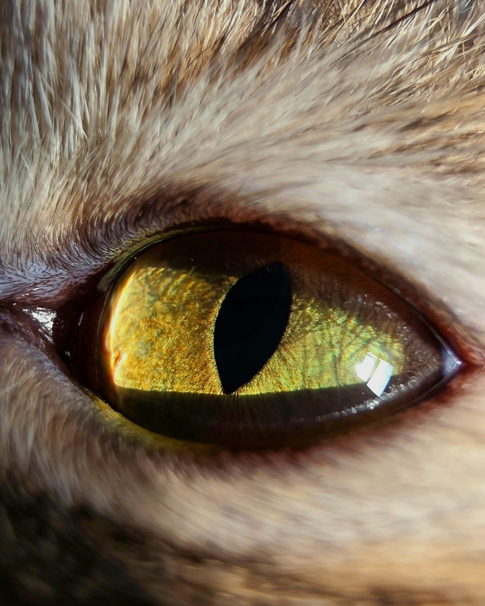 Tips on the Samsung Galaxy S25 Ultra: From Macro Photography to ...